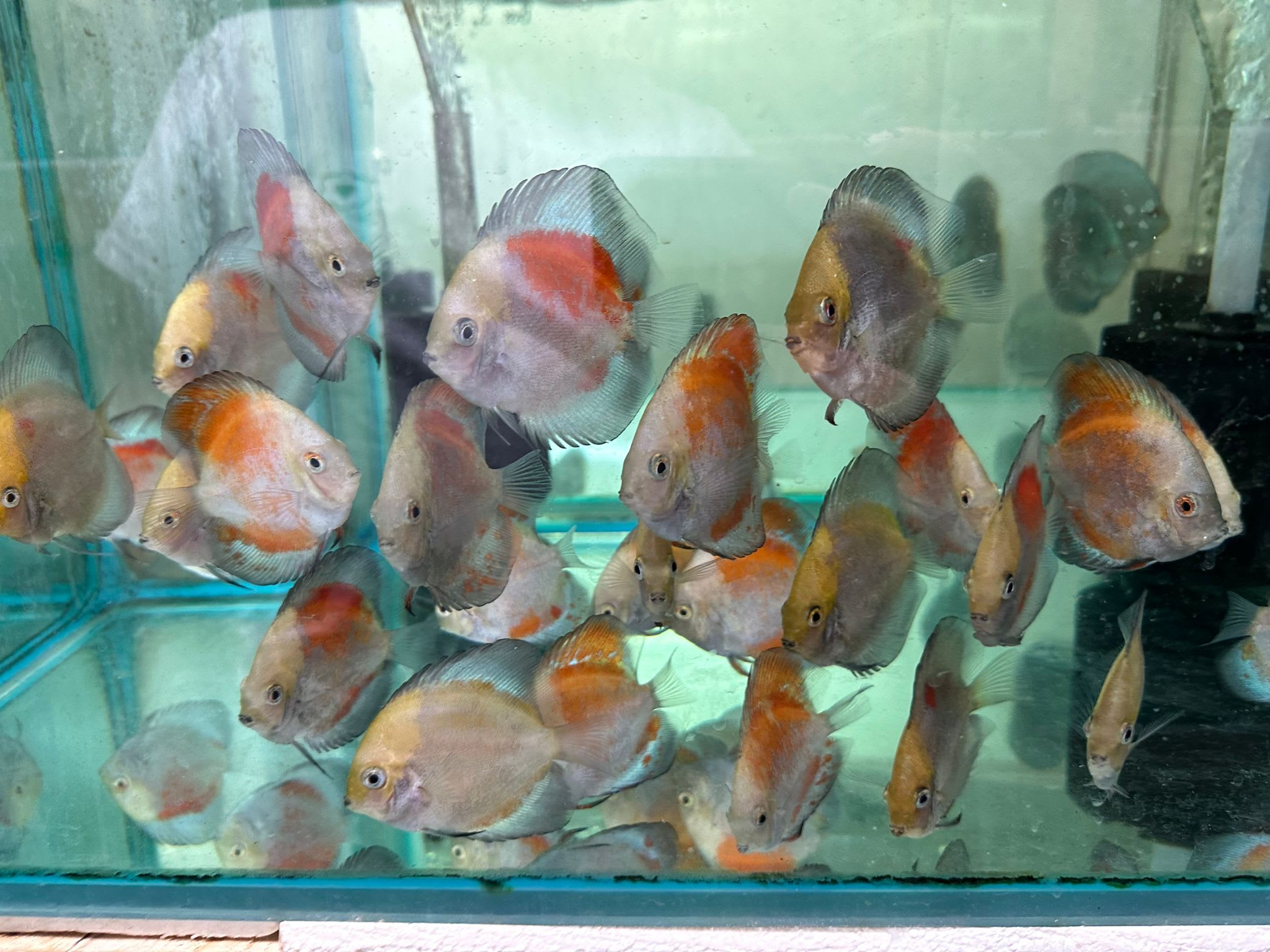 Golden Head Calico 7/8cm BO - OzDiscus