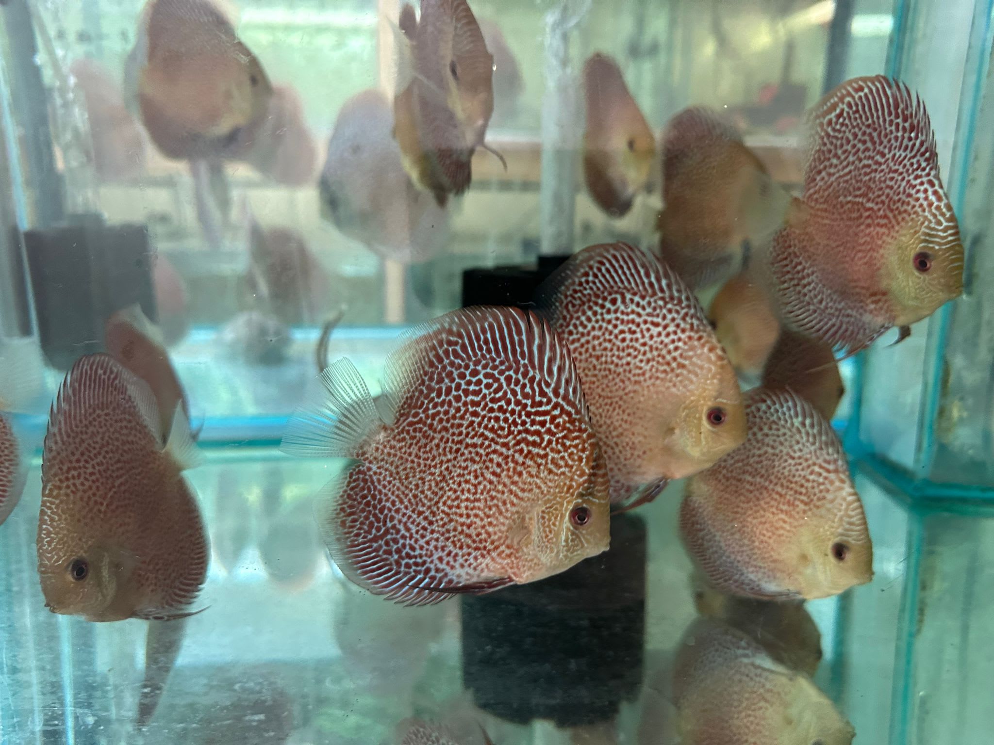 Red Ruby Eruption 7/8cm BO - OzDiscus