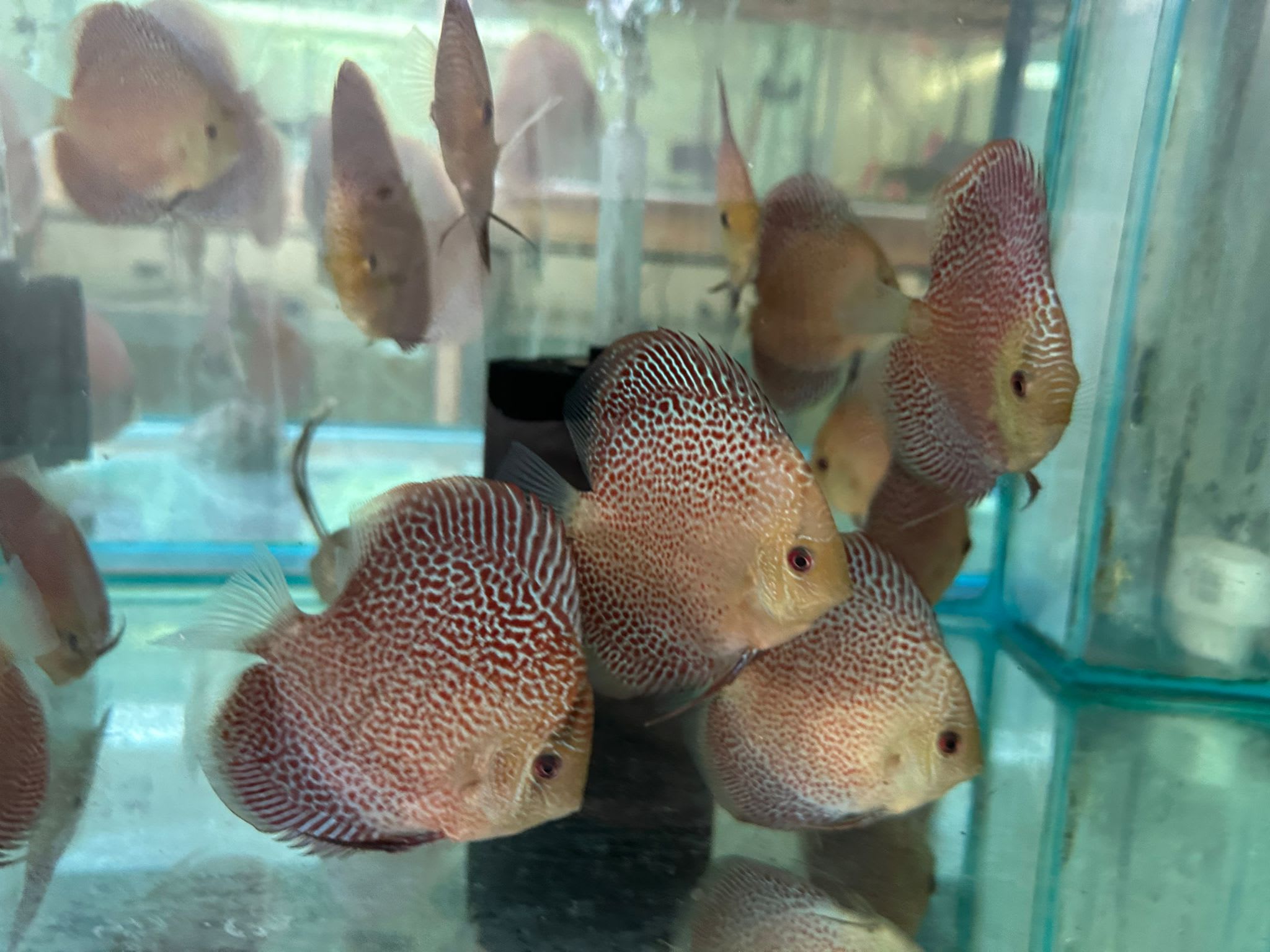 Red Ruby Eruption 7/8cm BO - OzDiscus