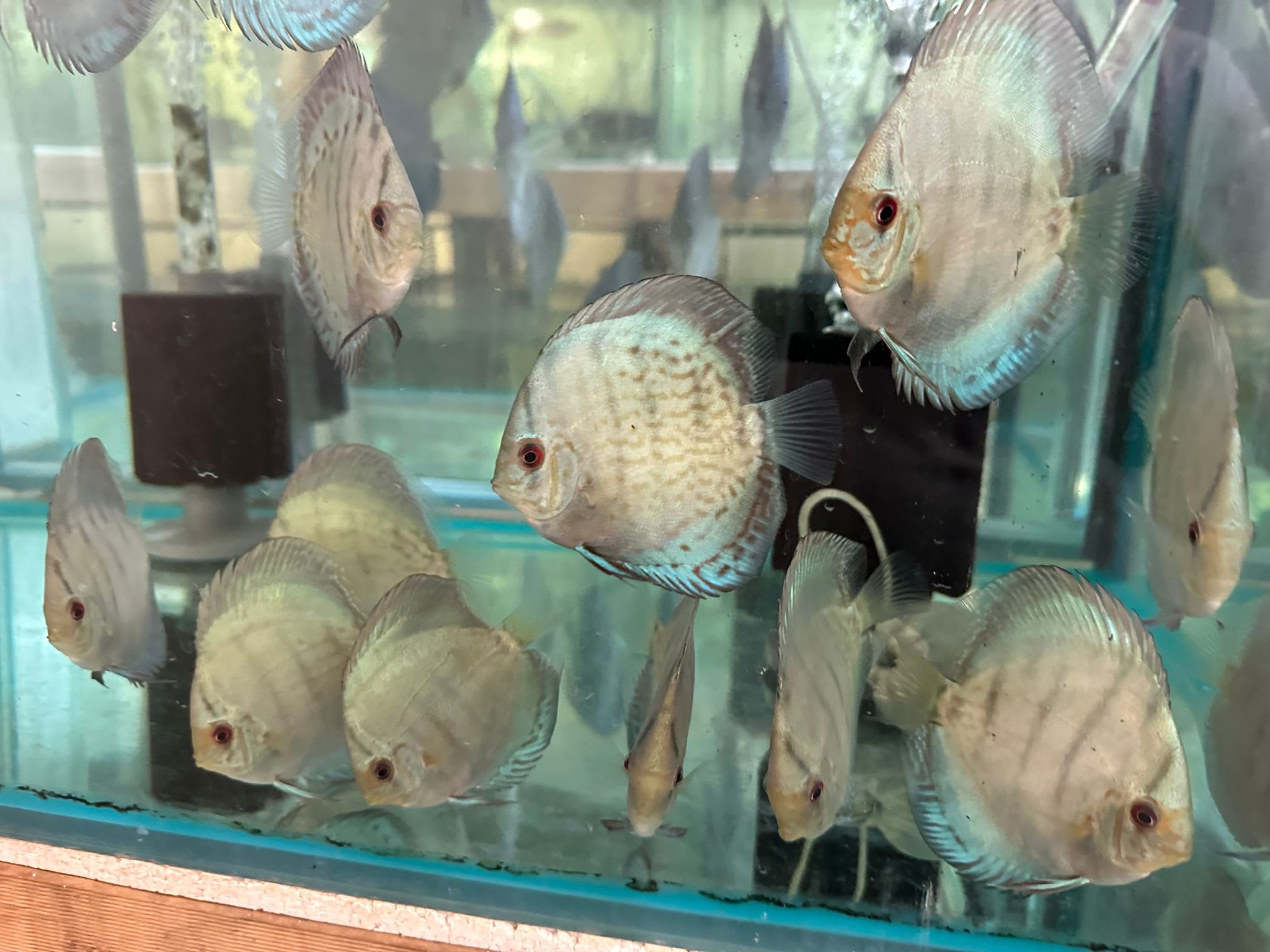 Solid Cobalt 7/8cm BO - OzDiscus