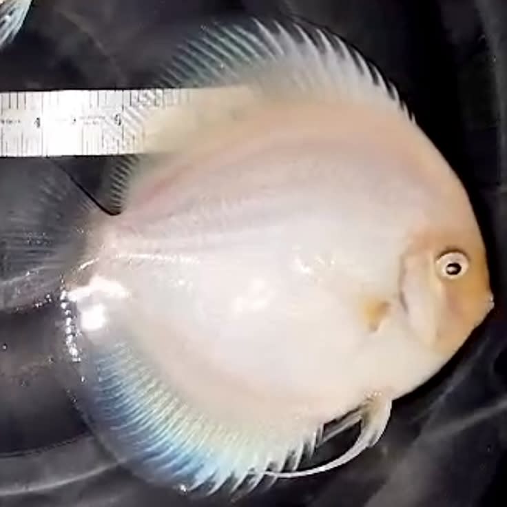Snow White 13/14cm BO - OzDiscus