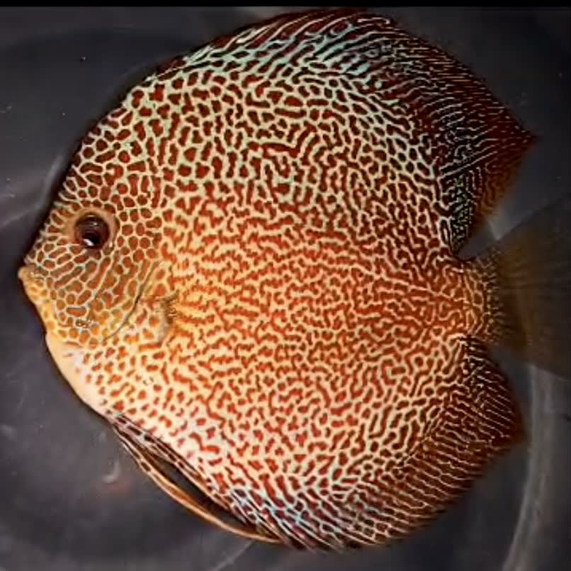 [SHOW FISH] Full Faced Eruption 12/13cm BO - OzDiscus