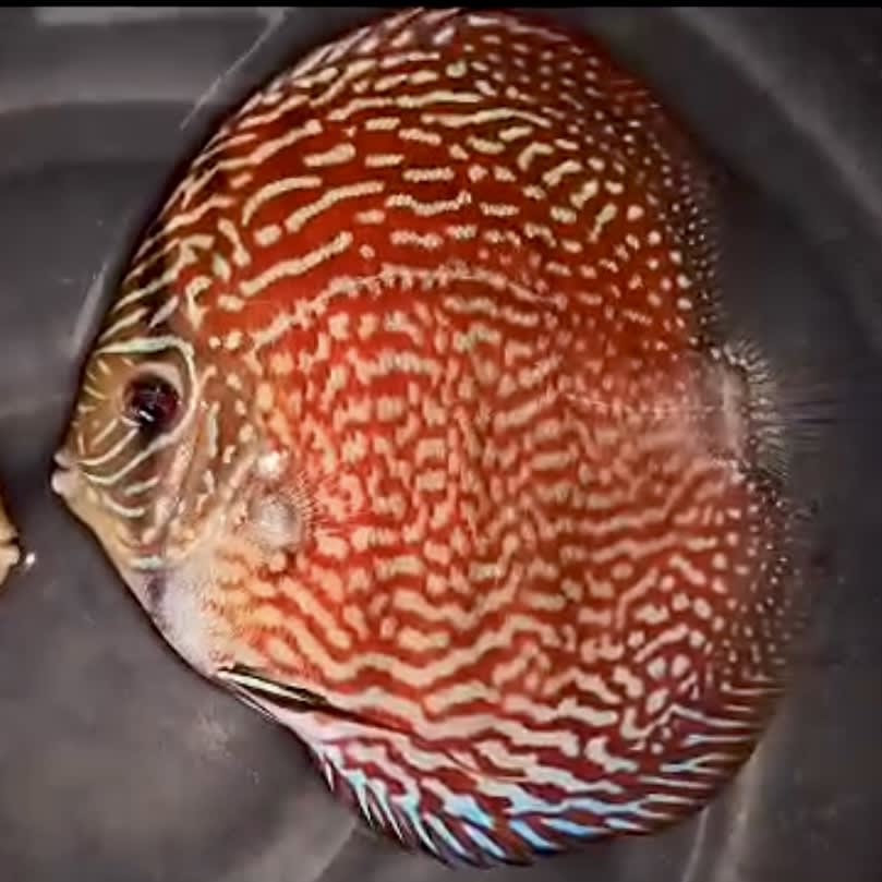[SHOW FISH] Red Turquoise 12/13cm BO - OzDiscus