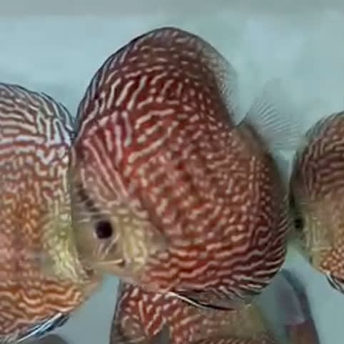 German Red Turquoise 12/13cm BO - OzDiscus