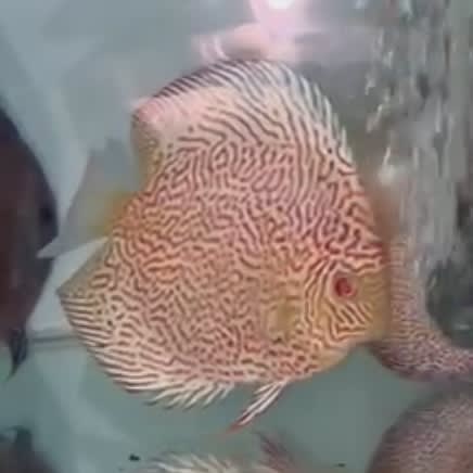 Albino King Cobra 12/13cm BO - OzDiscus