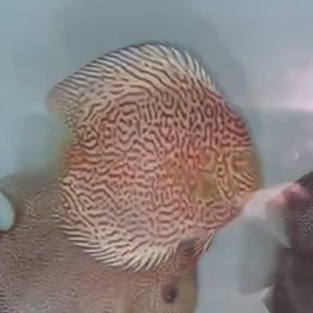 Albino King Cobra 12/13cm BO - OzDiscus