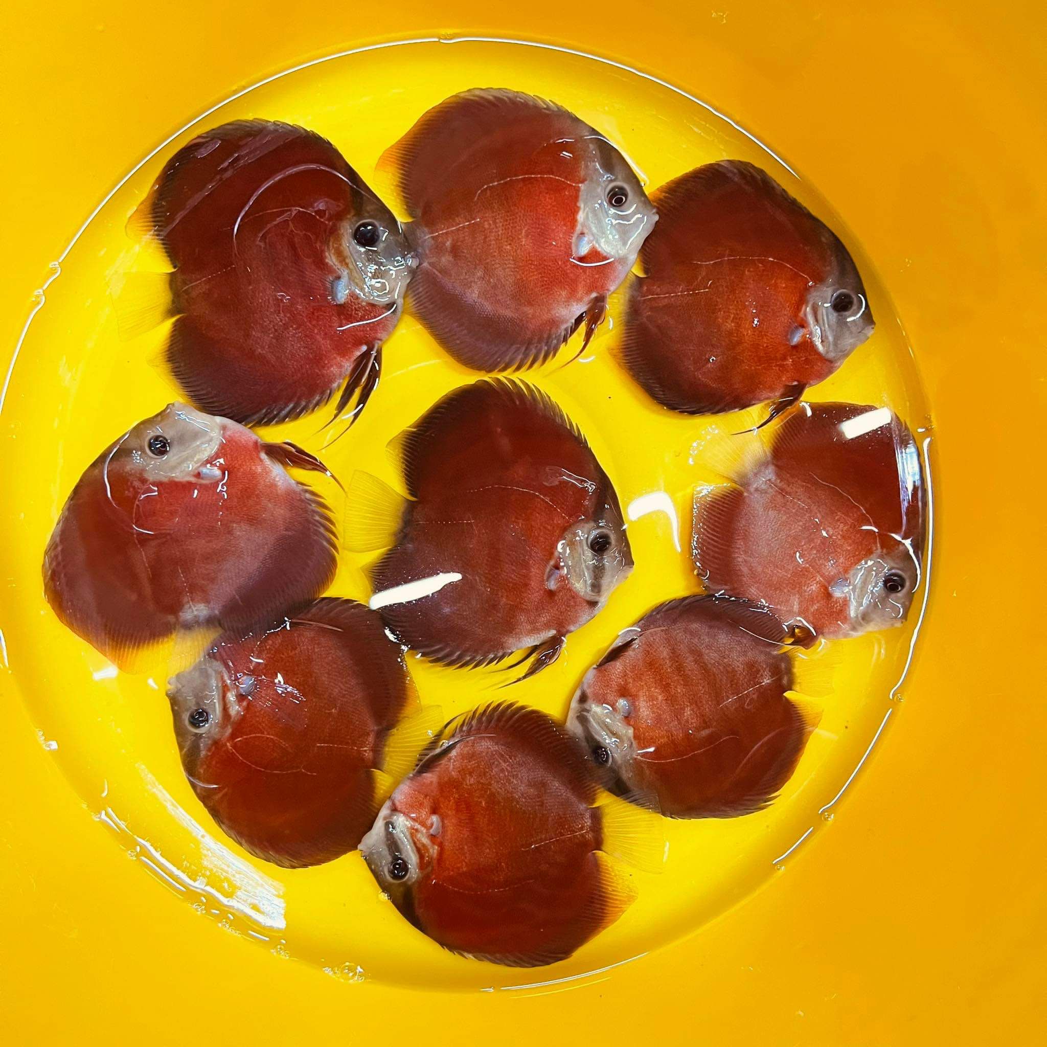 Red Cover 8/9cm BO - OzDiscus