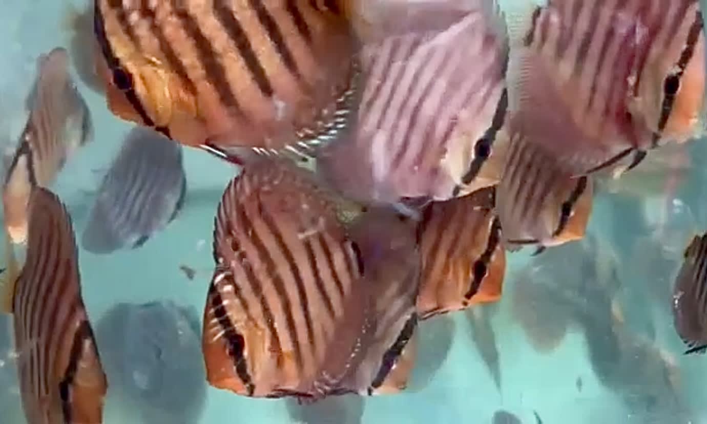 Red Alenquer 7/8 cm BO - OzDiscus