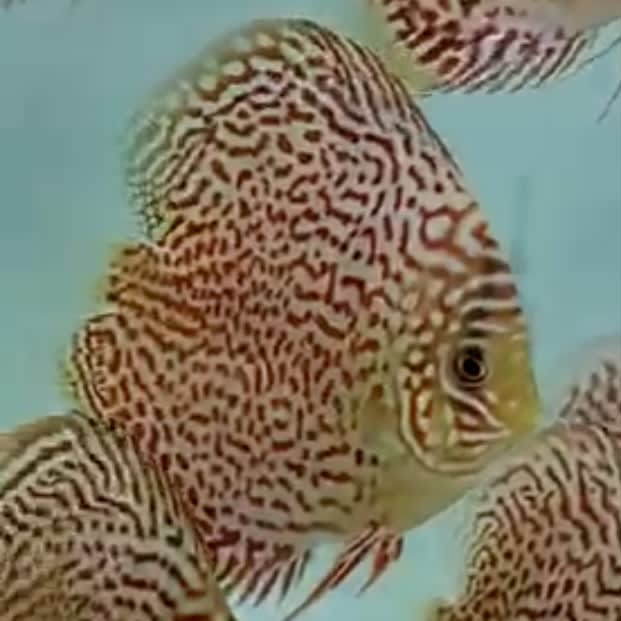 Red Ruby Maze Leopard 12/13cm BO - OzDiscus