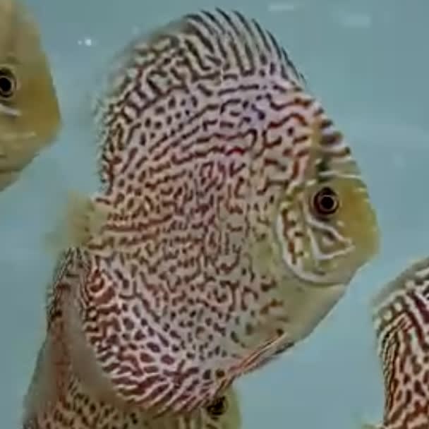 Red Ruby Maze Leopard 12/13cm BO - OzDiscus