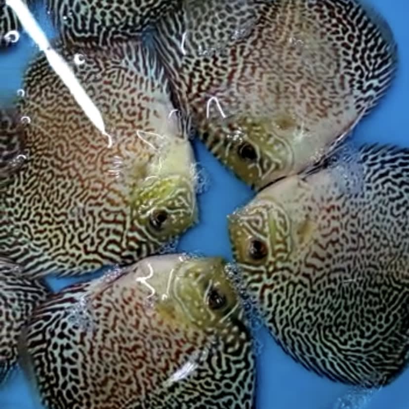 Red Ruby Maze Leopard 9/10cm BO - OzDiscus