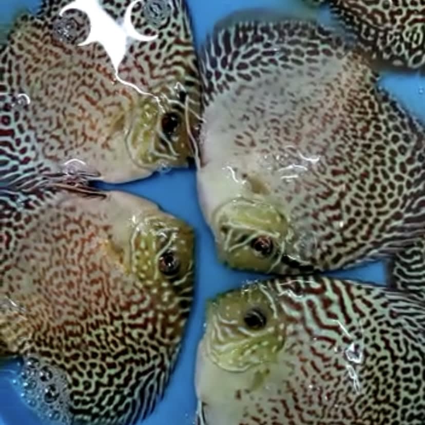 Red Ruby Maze Leopard 9/10cm BO - OzDiscus