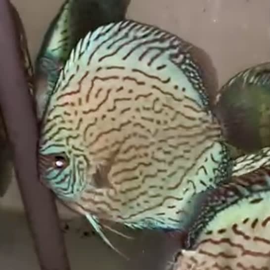 Altum Brilliant Blue 12-14cm BO - OzDiscus