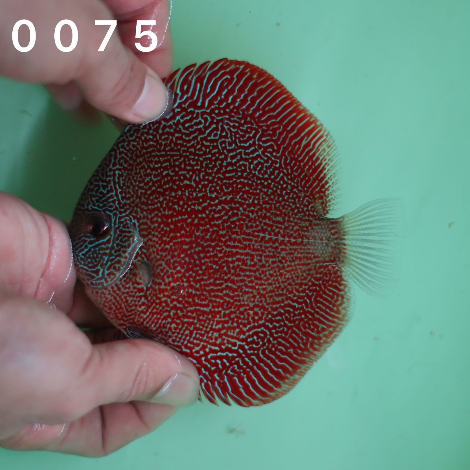 Taipan Snake 10/11cm BO - OzDiscus