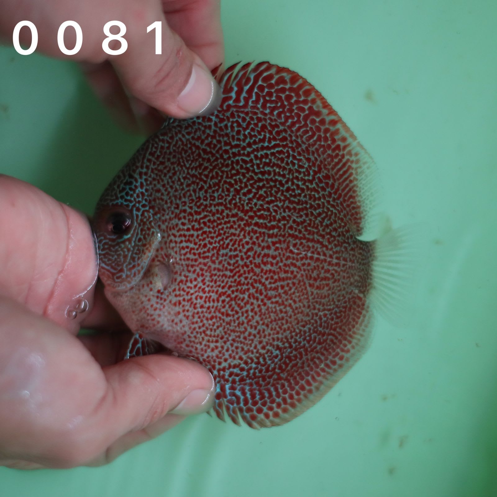 Super Panthera 9/10cm BO - OzDiscus