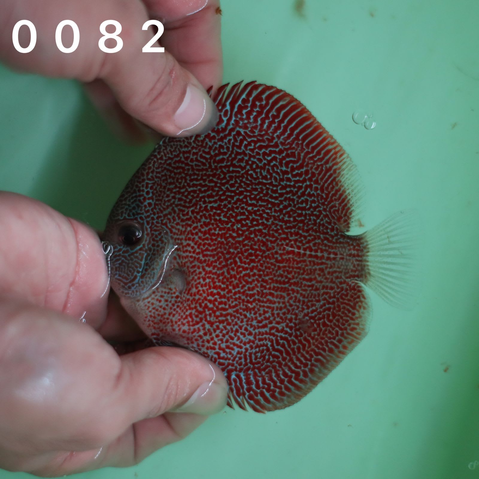 Super Panthera 9/10cm BO - OzDiscus