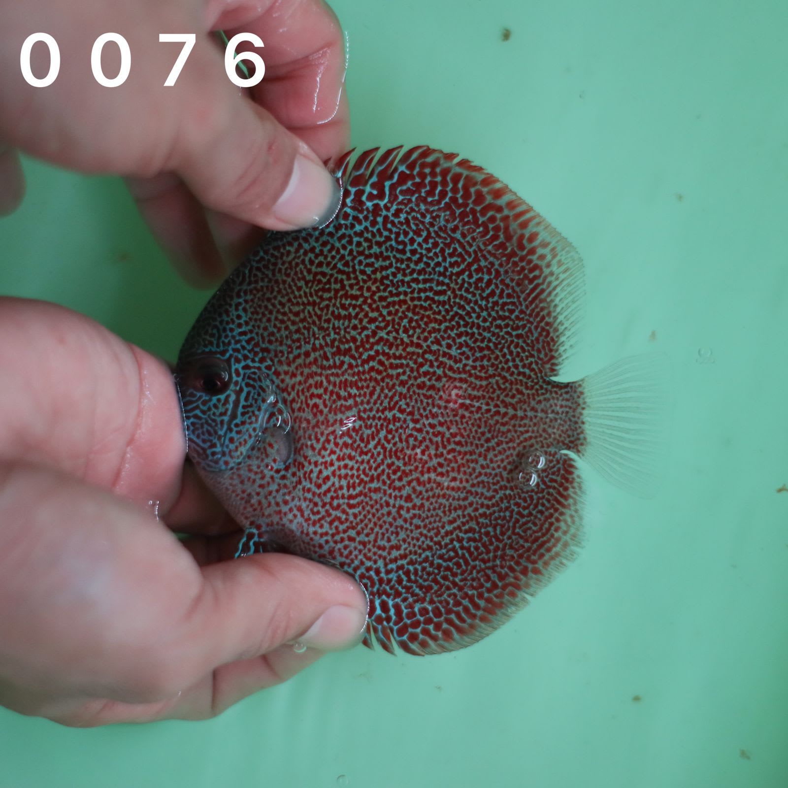 Super Panthera 9/10cm BO - OzDiscus