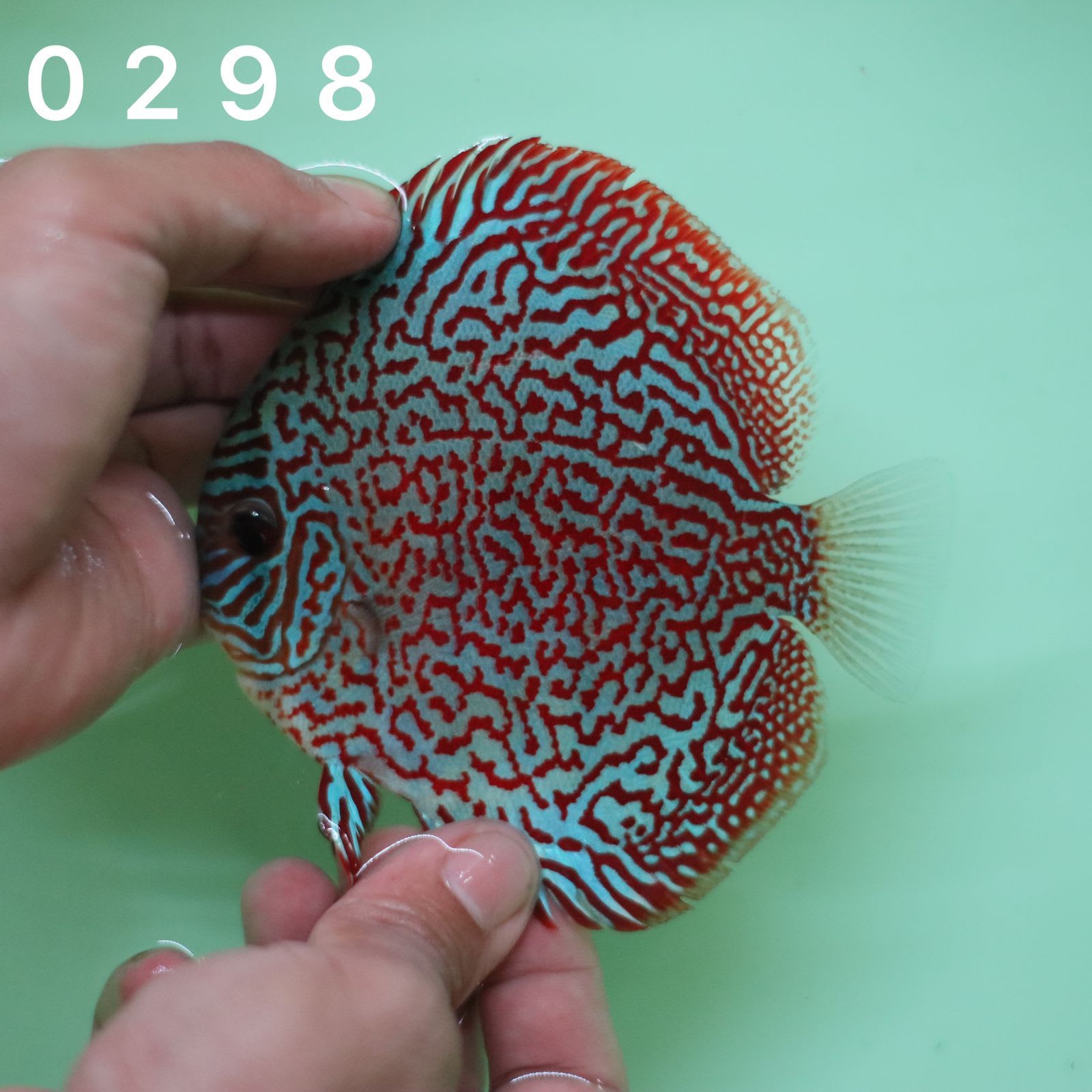 King Viper 10/11cm BO - OzDiscus