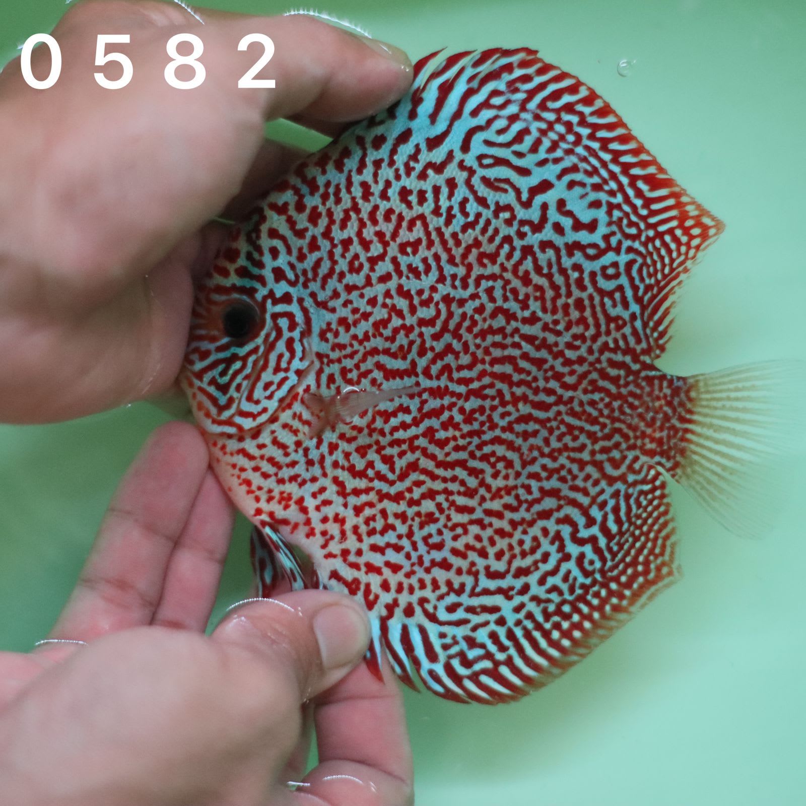 King Viper 10/11cm BO - OzDiscus
