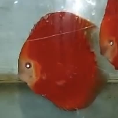 Super Red Golden Diamond 11/12cm BO - OzDiscus