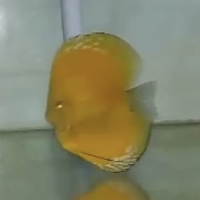 High Body Yellow Pigeon Rafflesia 8/9cm BO - OzDiscus