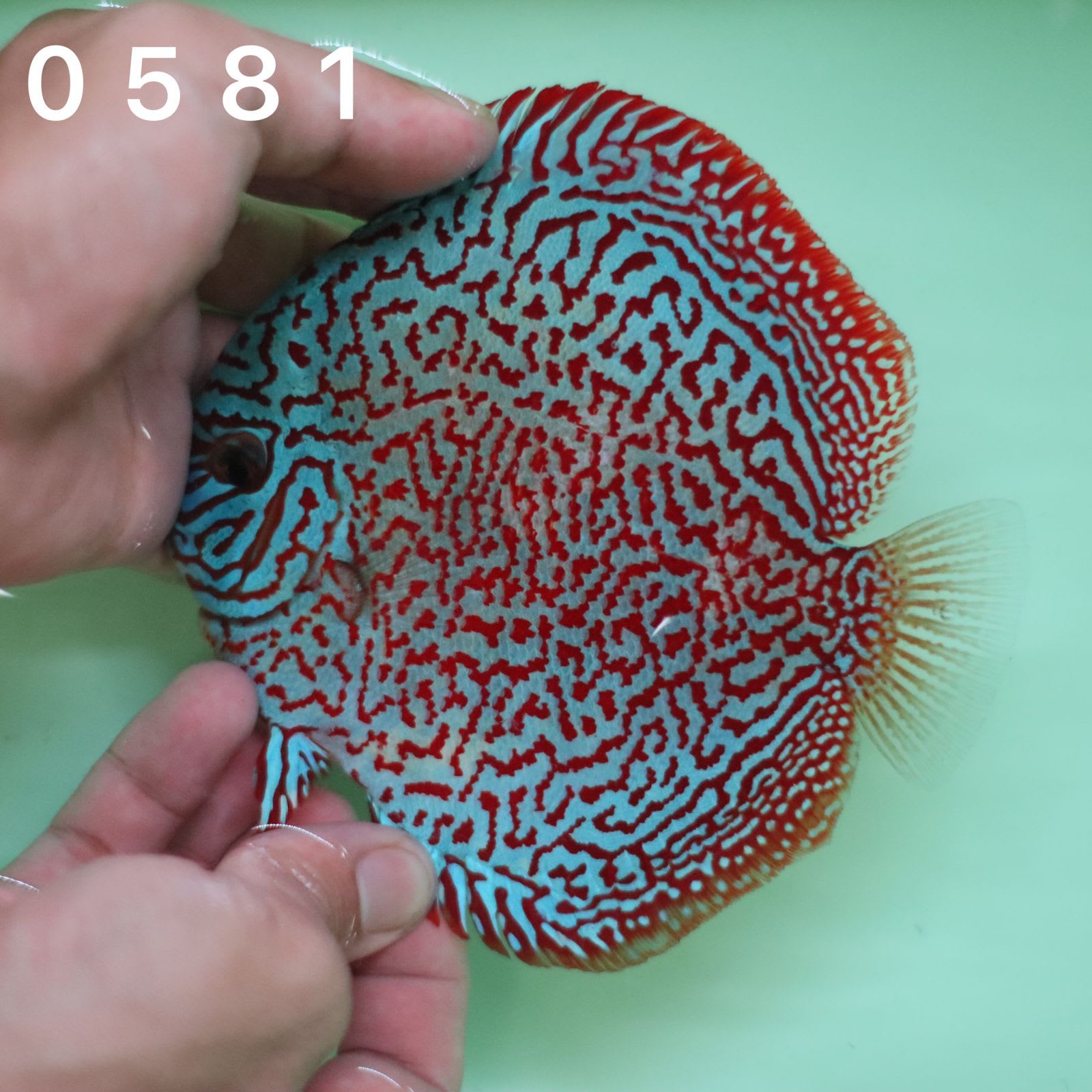 King Viper 11/12cm BO - OzDiscus