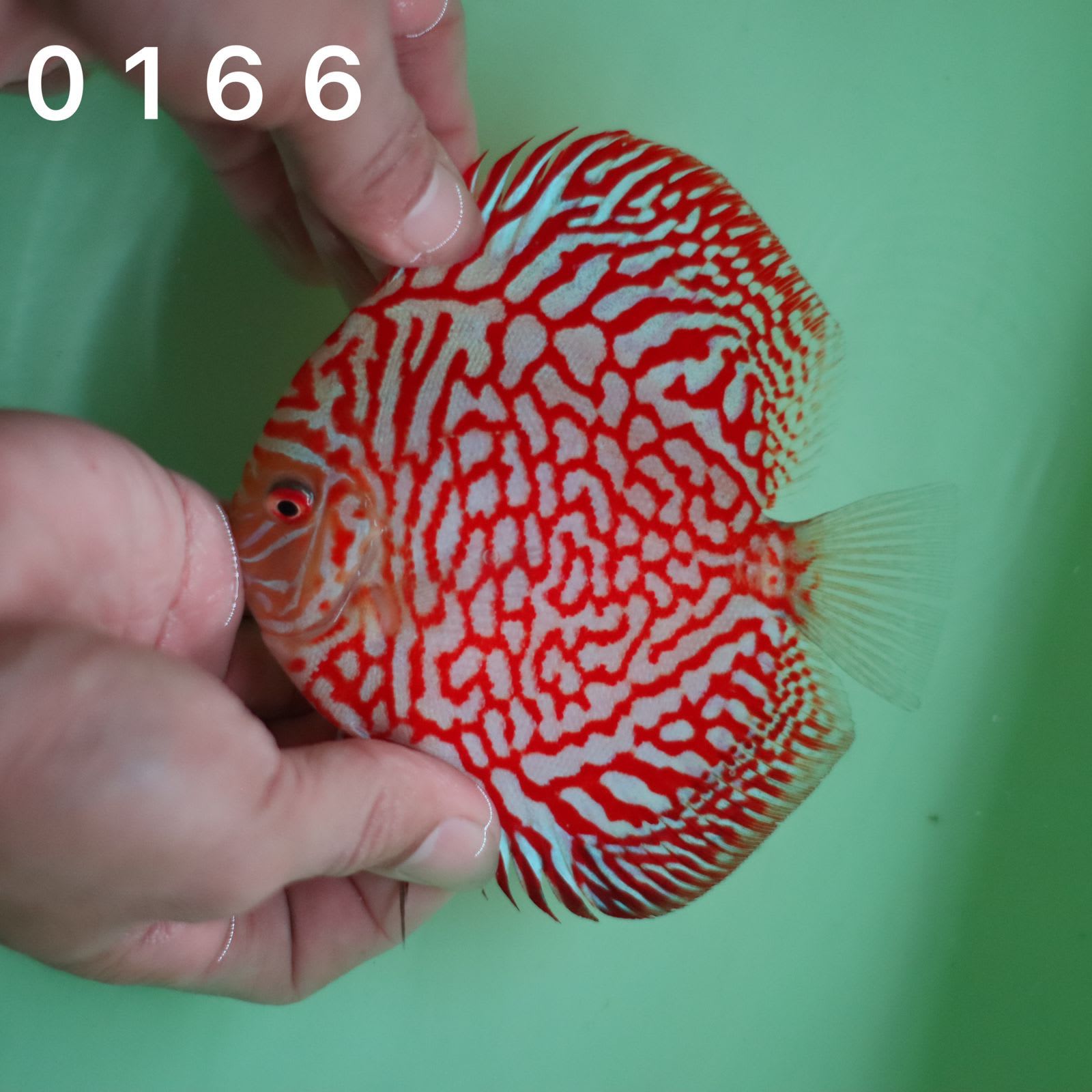 Red Pigeon Checkerboard 10/11cm BO - OzDiscus