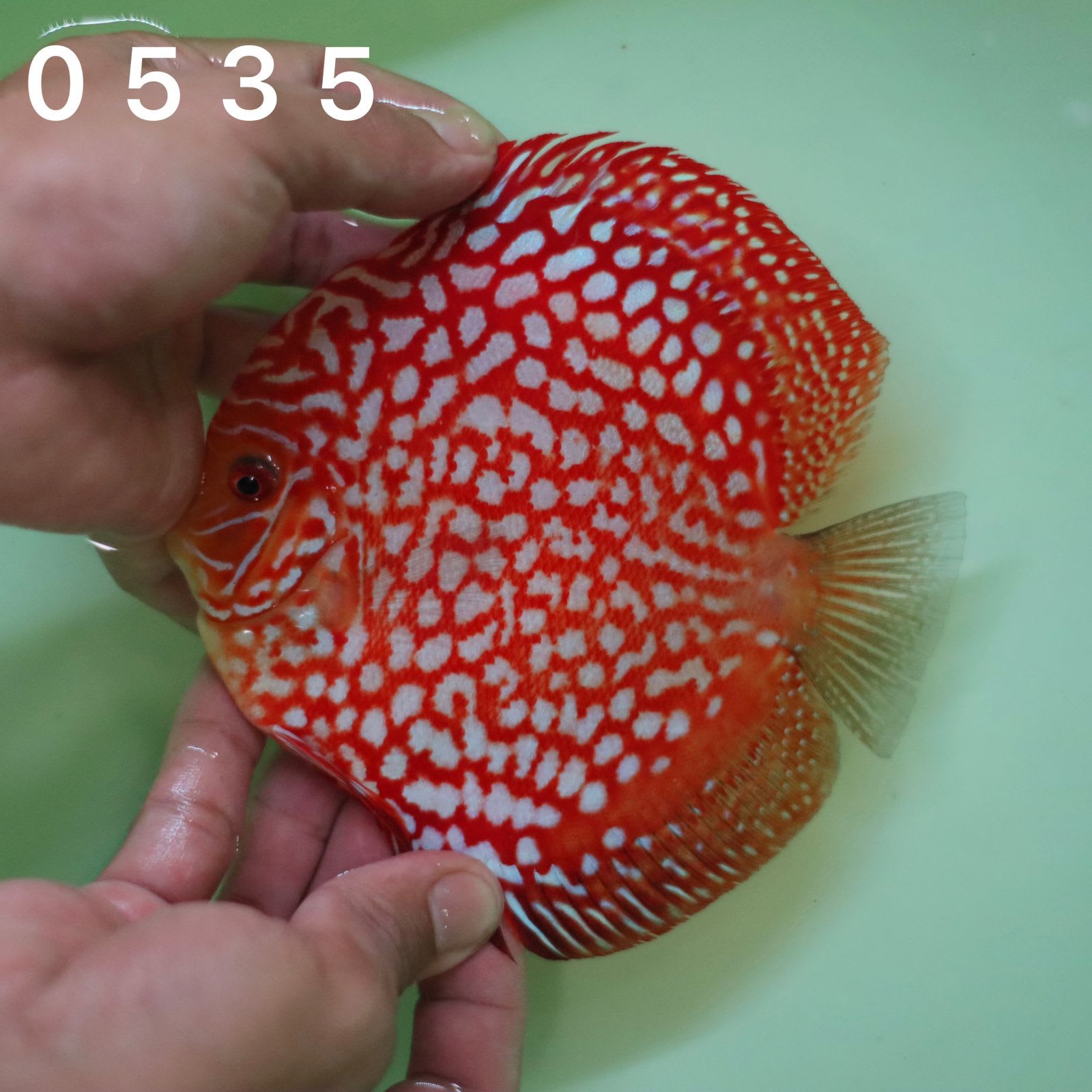 Red Pigeon Checkerboard 12/13cm BO - OzDiscus