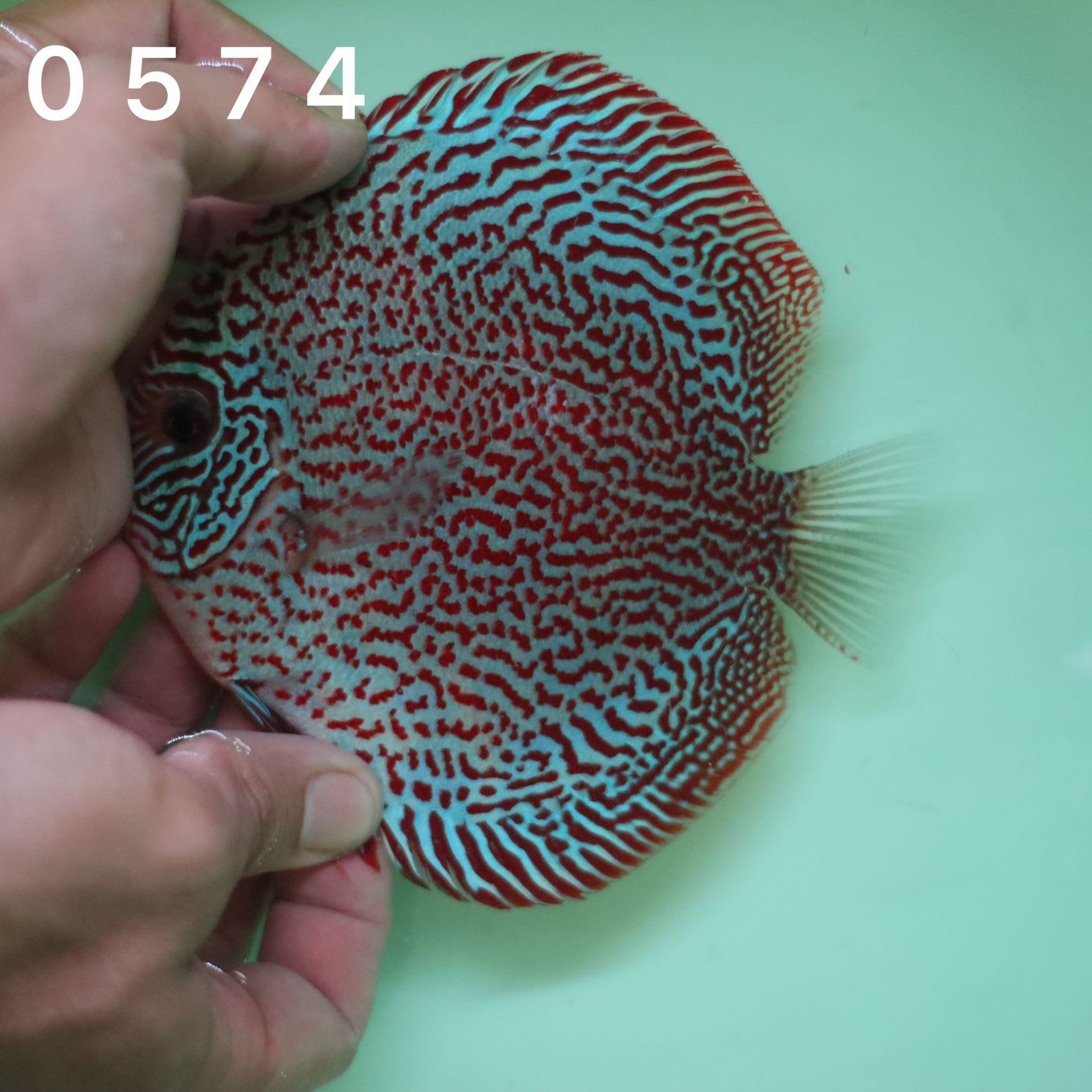 King Viper 11/12cm BO - OzDiscus