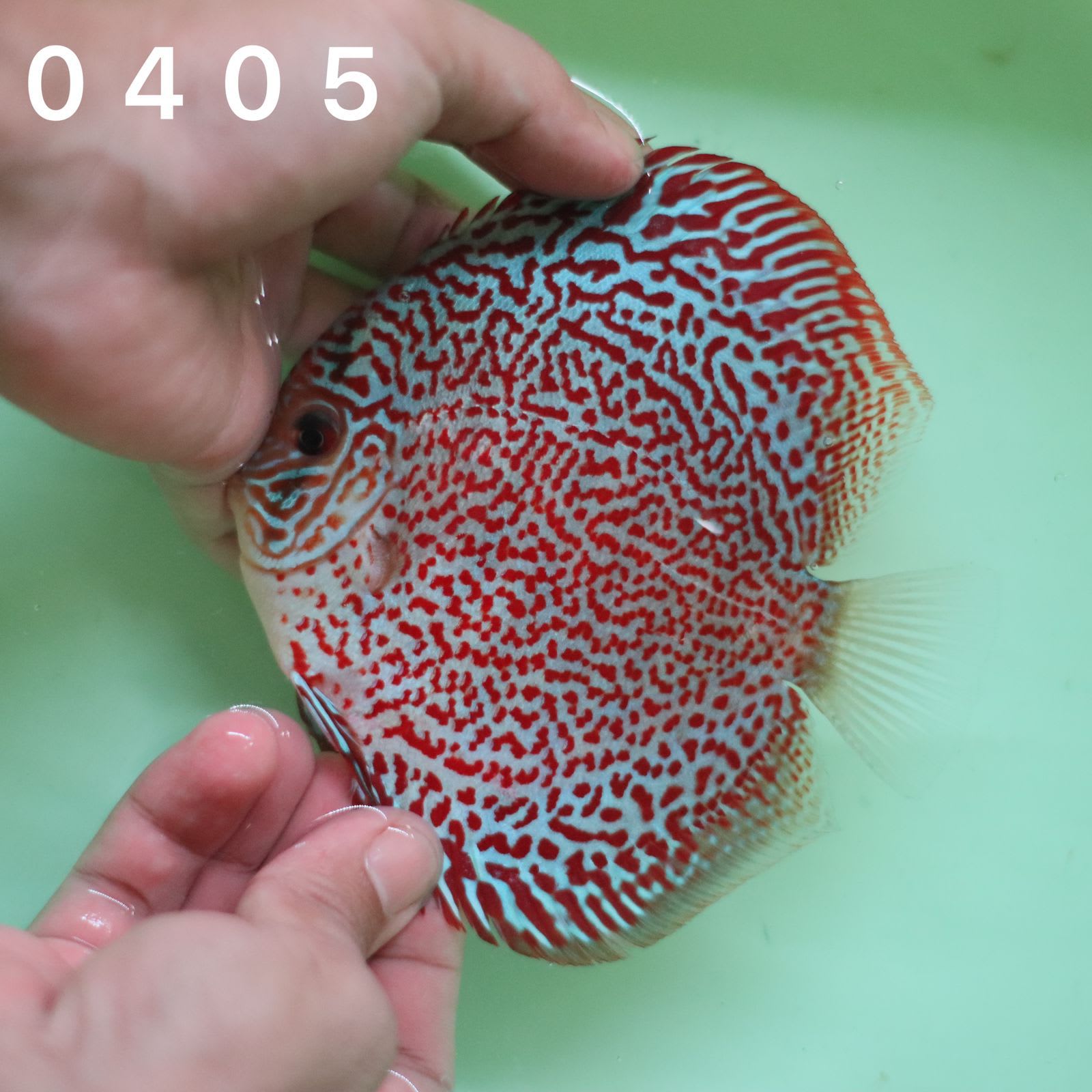 Leopard 11/12cm BO - OzDiscus