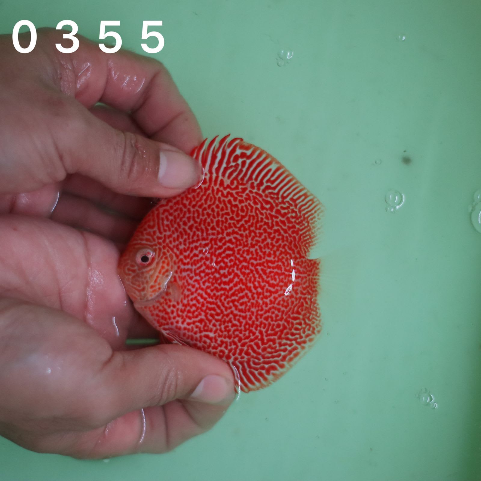 Albino Super King Viper 7/8cm BO - OzDiscus