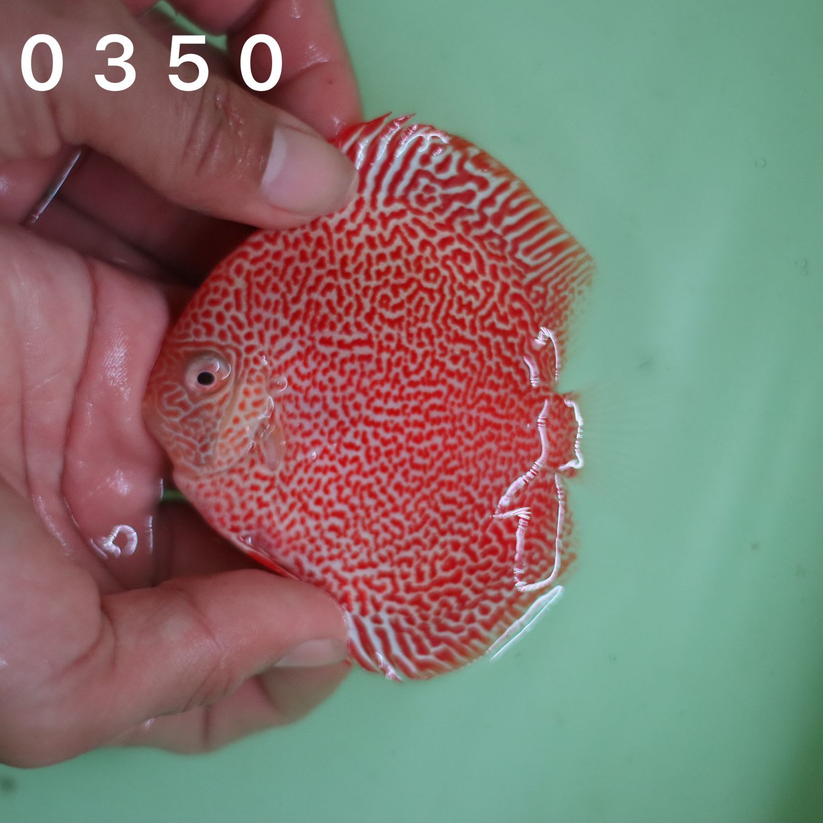 Albino Super King Viper 7/8cm BO - OzDiscus
