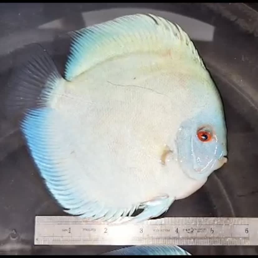 [SHOW FISH]Blue Diamonds 12/13cm BO - OzDiscus
