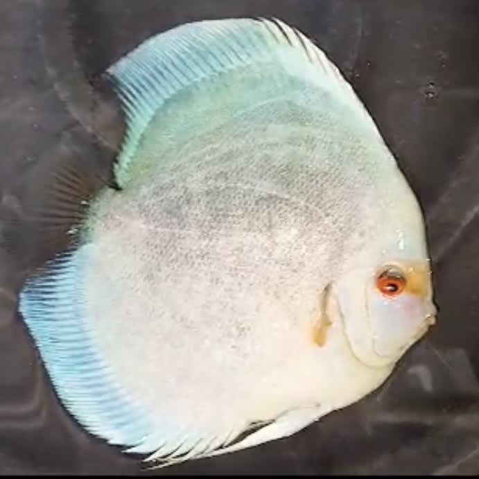 Mercury 11/12cm BO - OzDiscus