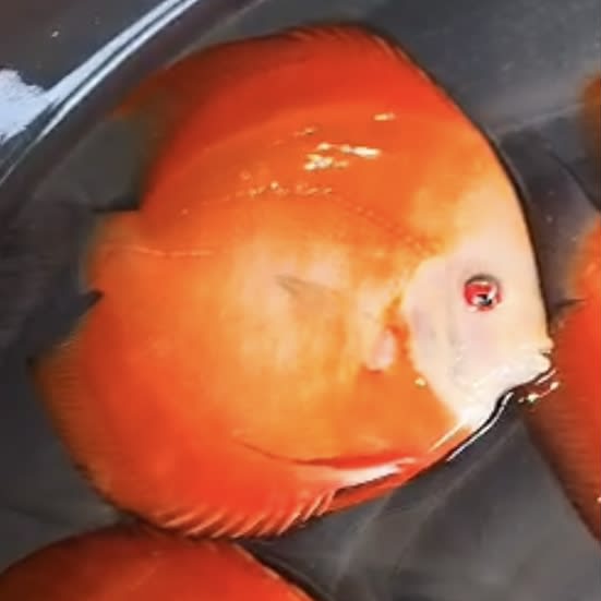 Red Golden Diamond 11/12cm BO - OzDiscus