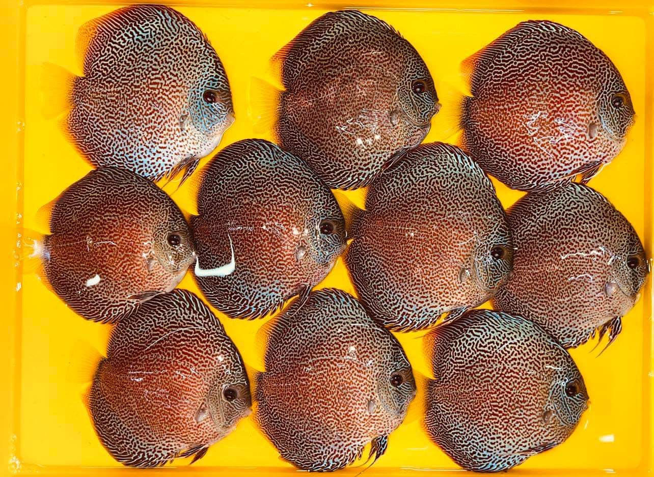 Super Panthera 13cm BO - OzDiscus