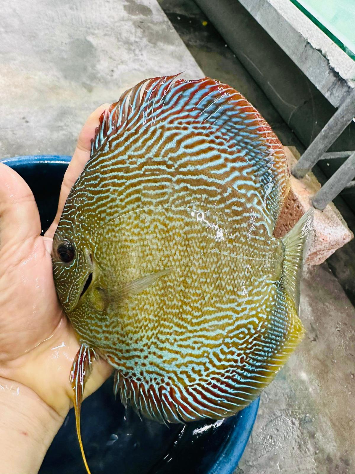 Flora Snakeskin 11-13cm BO - OzDiscus