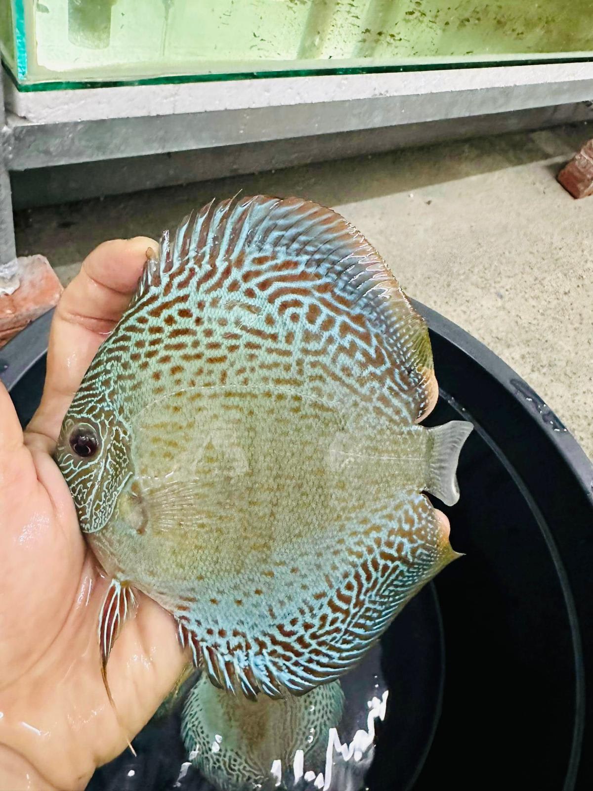 Flora Snakeskin 11-13cm BO - OzDiscus