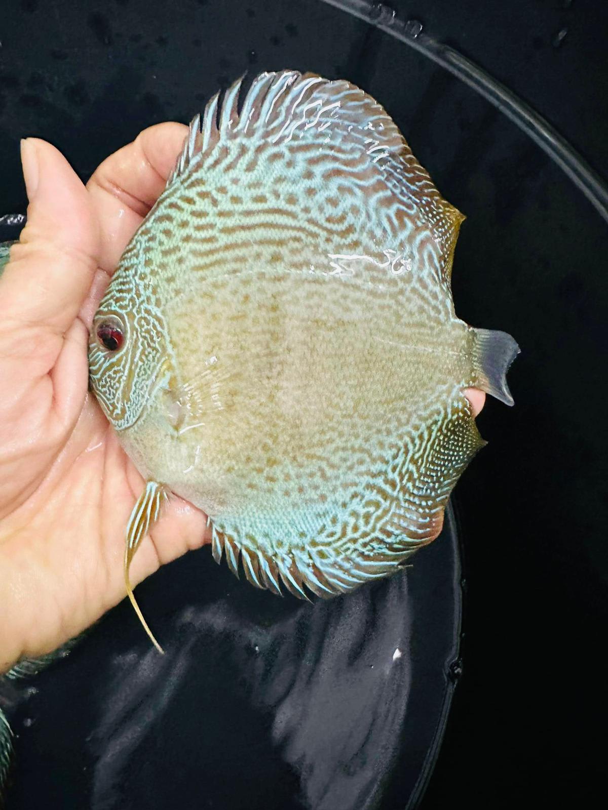 Flora Snakeskin 11-13cm BO - OzDiscus