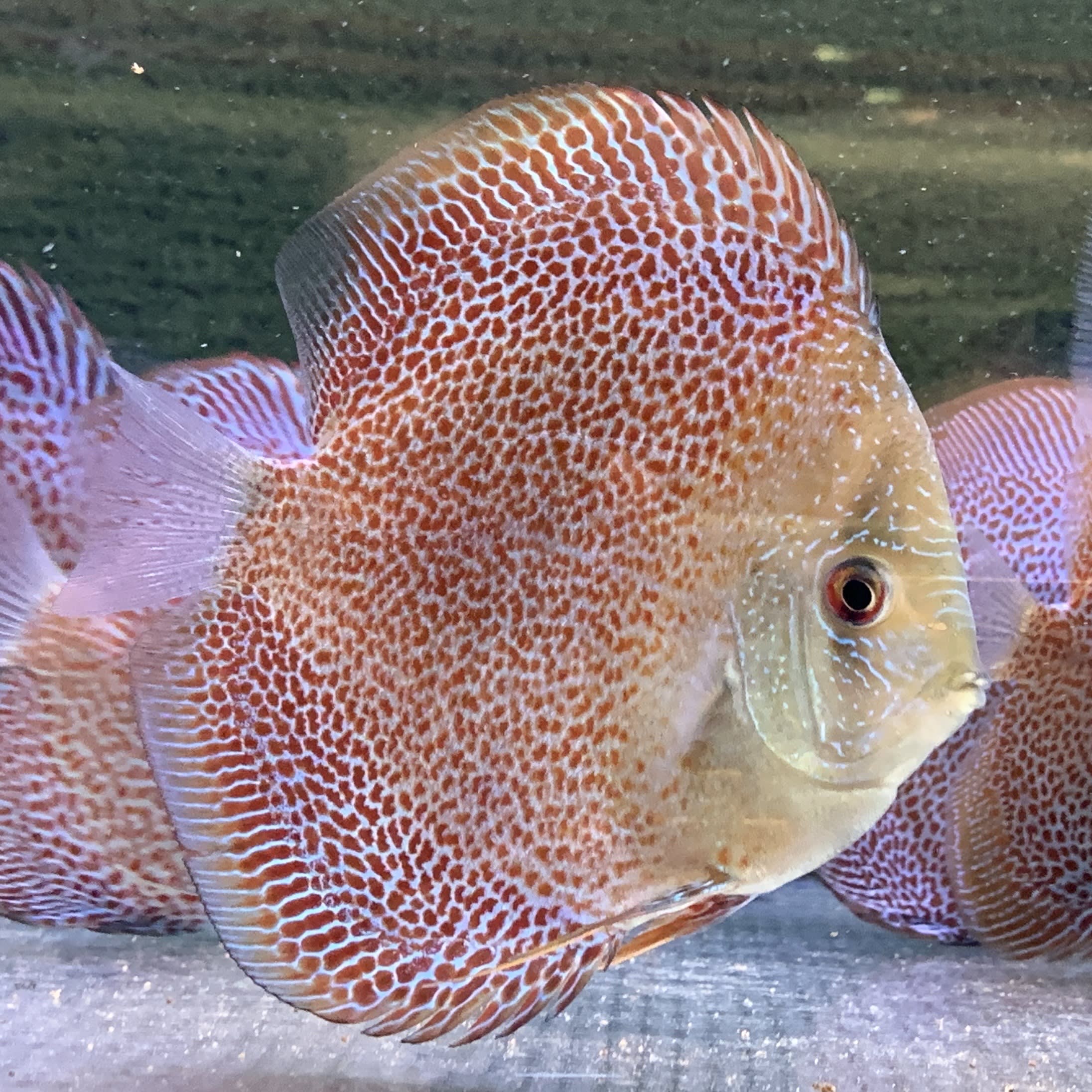 Red Ruby LSS 7/8cm BO - OzDiscus
