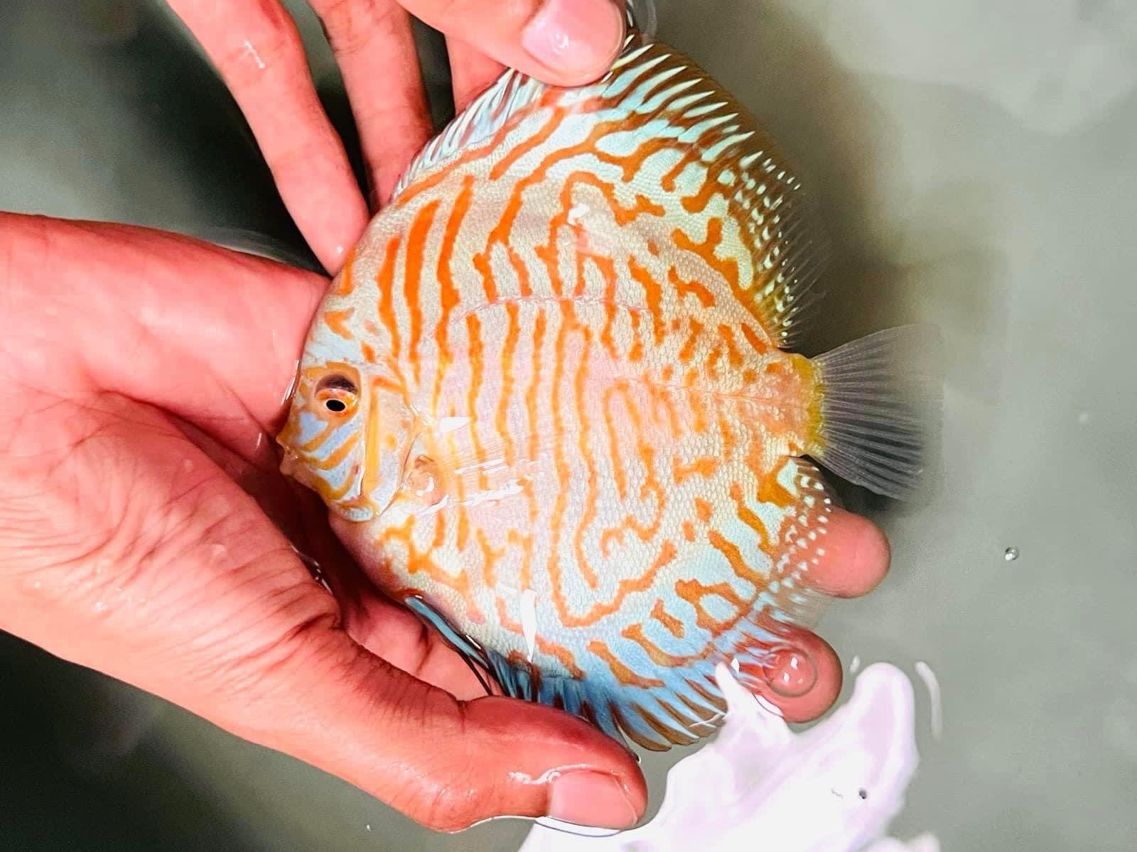 Yellow Tiger 11/12cm BO - OzDiscus