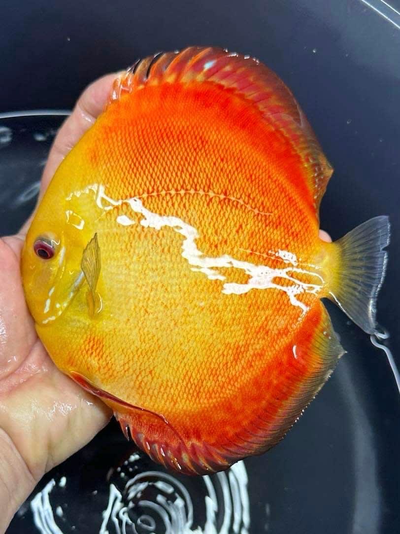 Lemon Yellow 13/14cm BO - OzDiscus