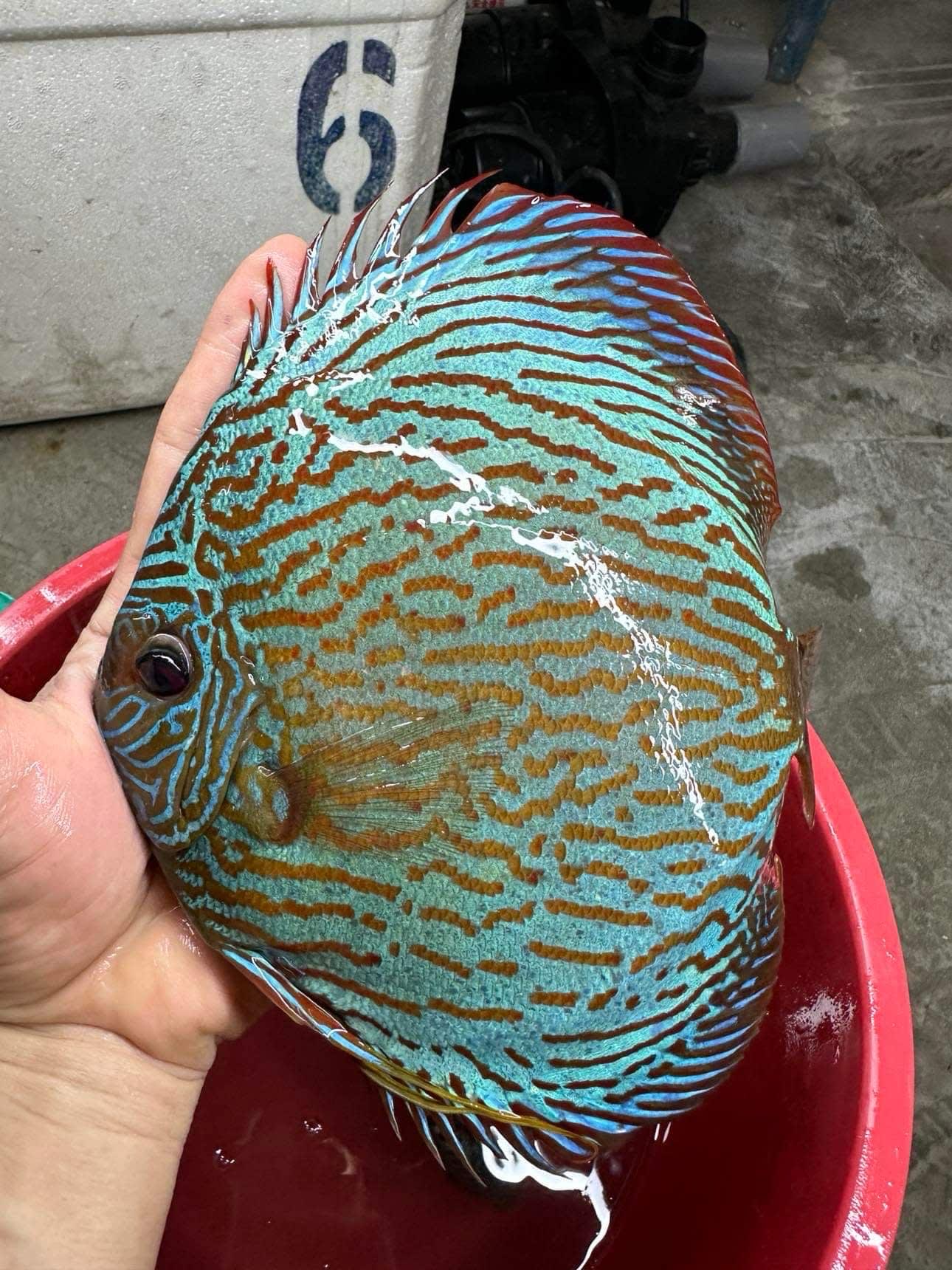 Lemon Yellow 15/16cm BO - OzDiscus