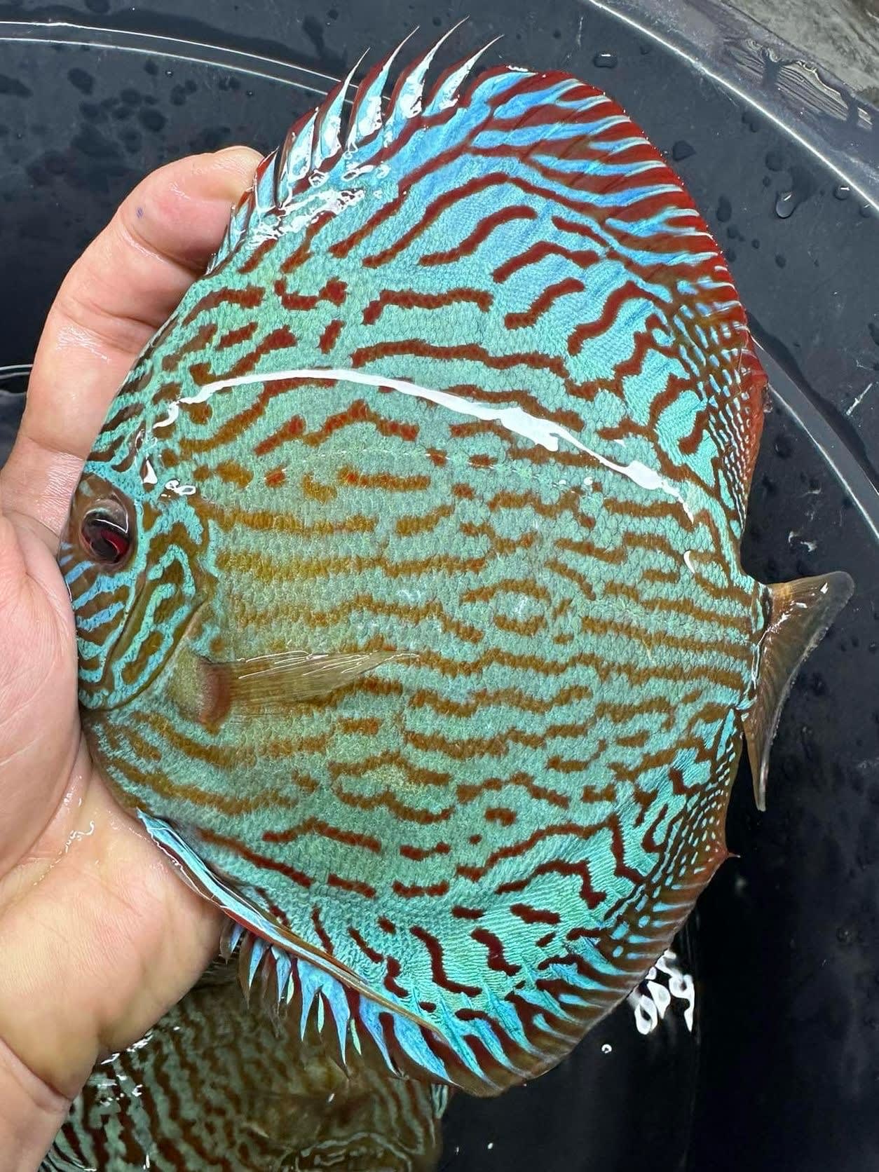 Royal Flora 12/13cm BO - OzDiscus
