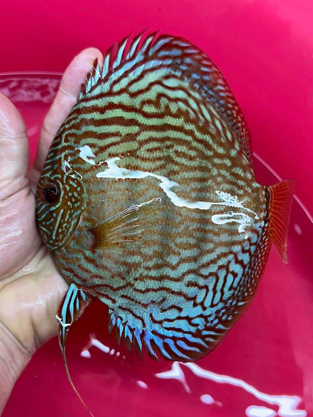 Royal Flora 14/15cm BO - OzDiscus