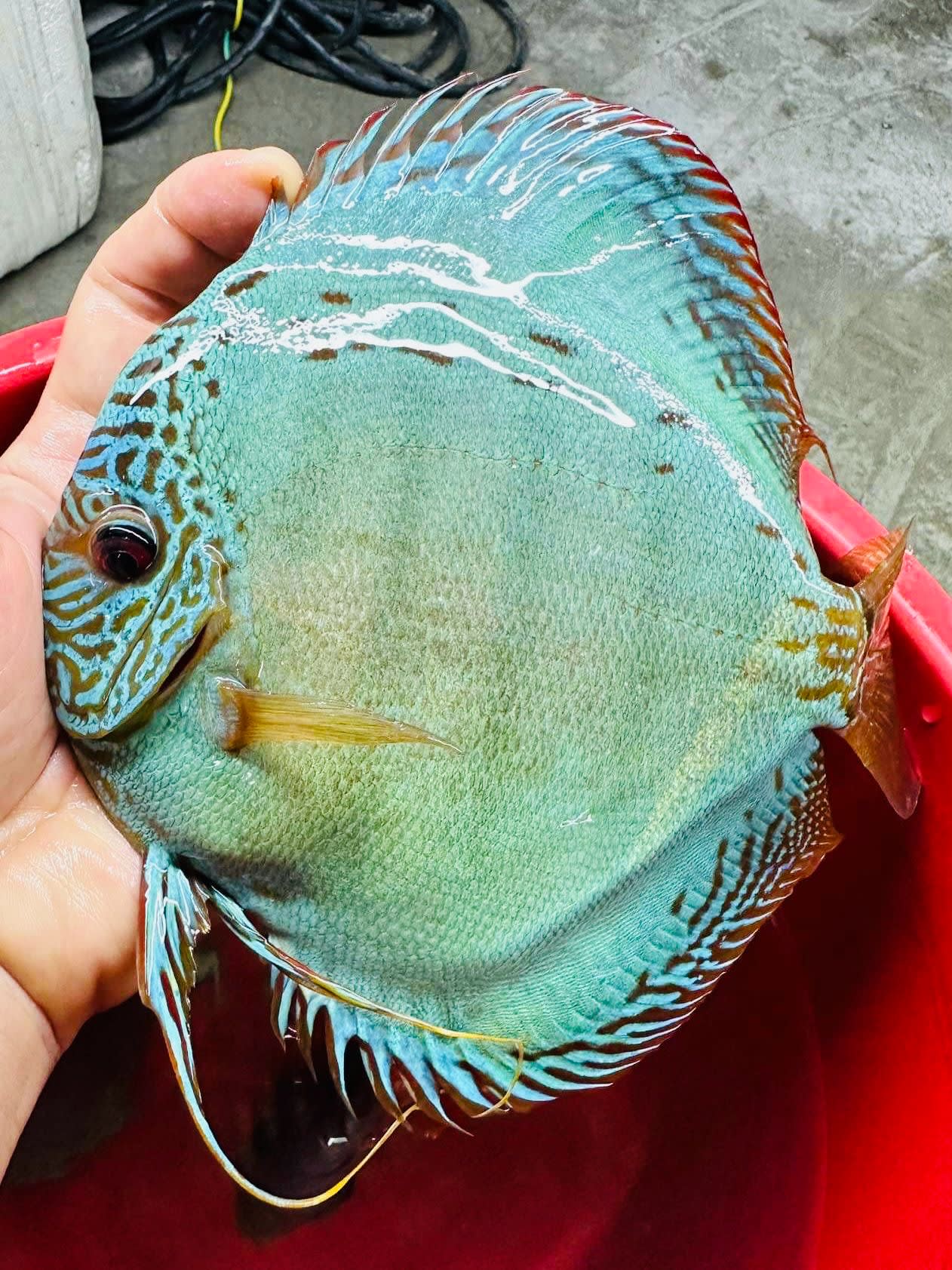 Cobalt 13/14cm BO - OzDiscus