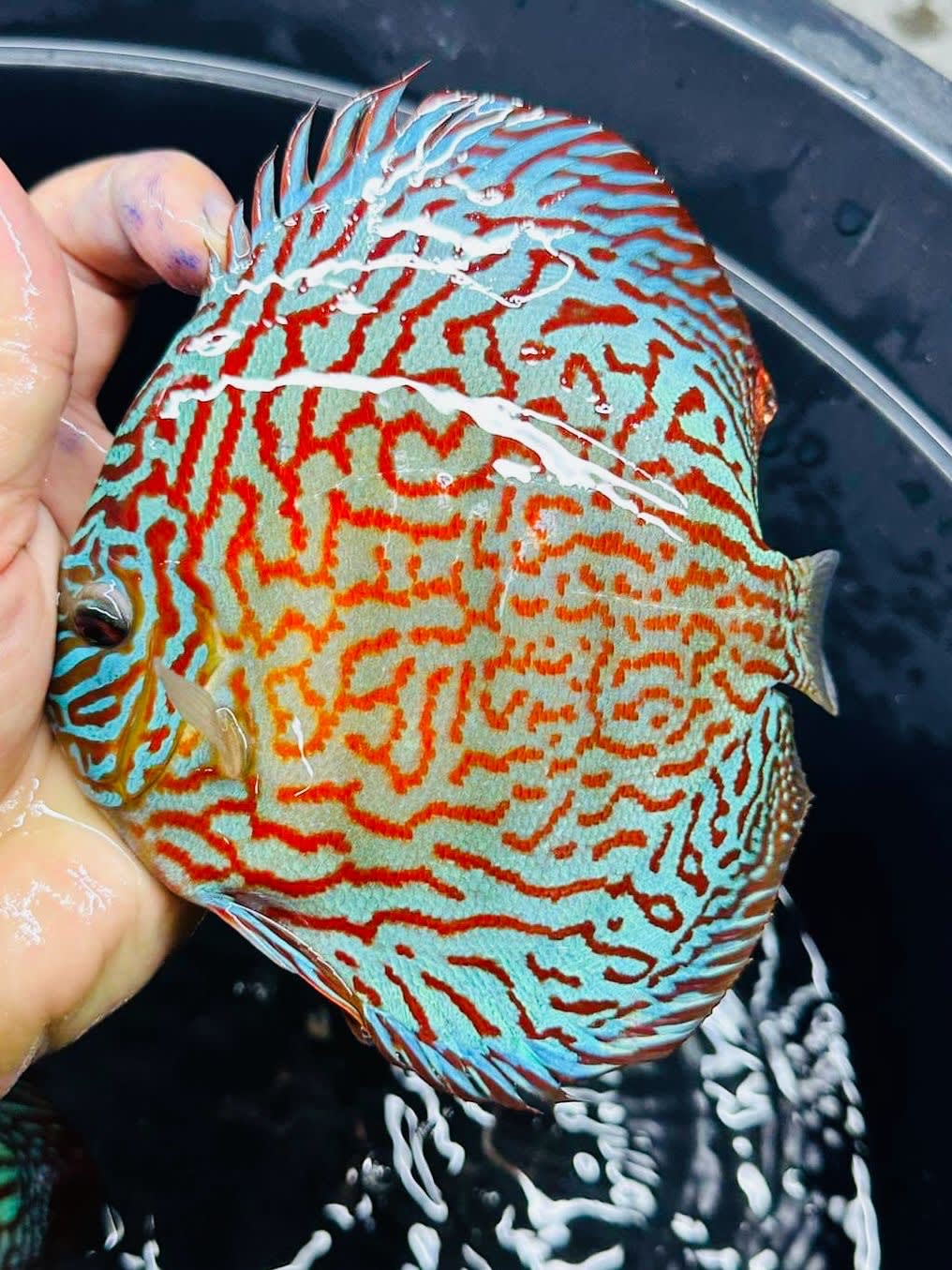 Galaxy Turquoise 11/12cm BO - OzDiscus