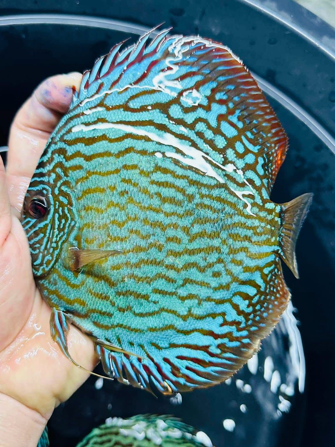 Galaxy Turquoise 11/12cm BO - OzDiscus