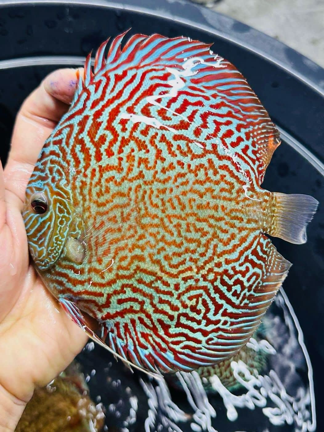 Galaxy Snakeskin 12/13cm BO - OzDiscus