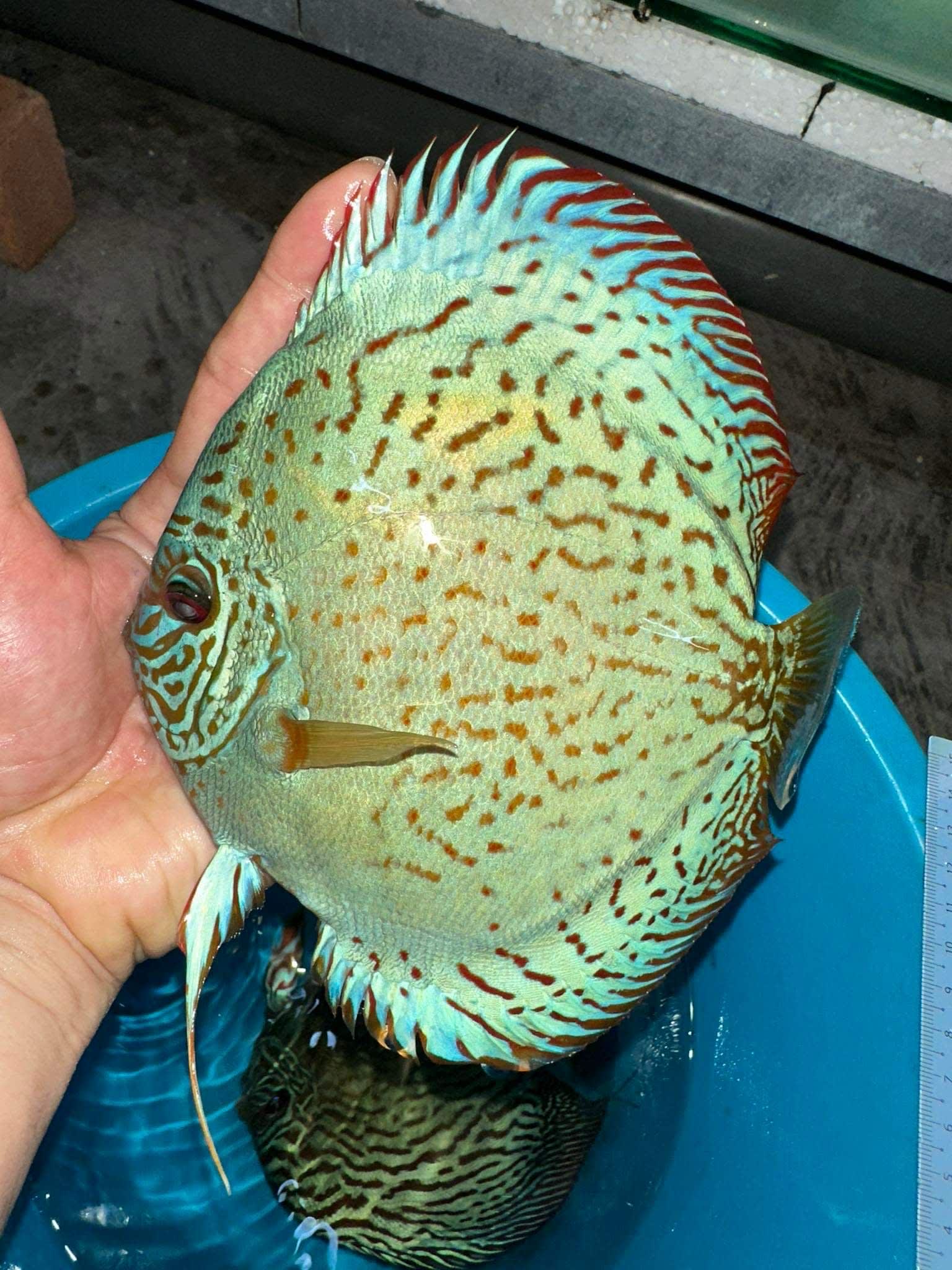 Cobalt 13/14cm BO - OzDiscus